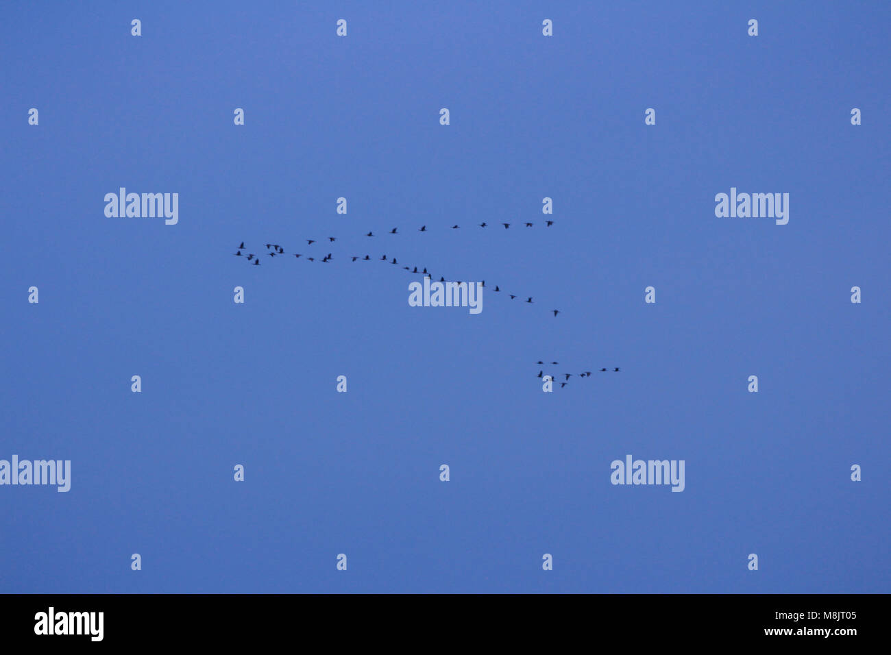 Seagull flying in the deep blue sky in a unique shape in Muscat oman ...