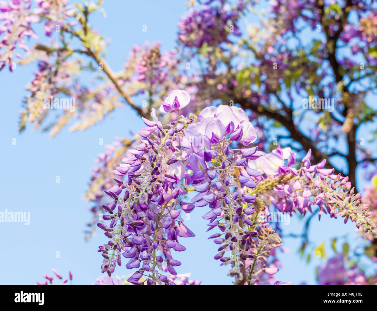 Wisteria flowers. Wisteria (also spelled Wistaria or Wysteria) is a ...