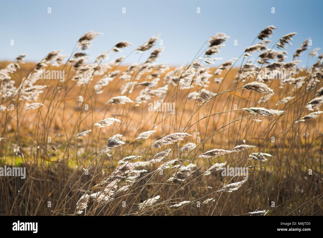 field of wild grass blowing and waving in the wind with bright sunlight ...