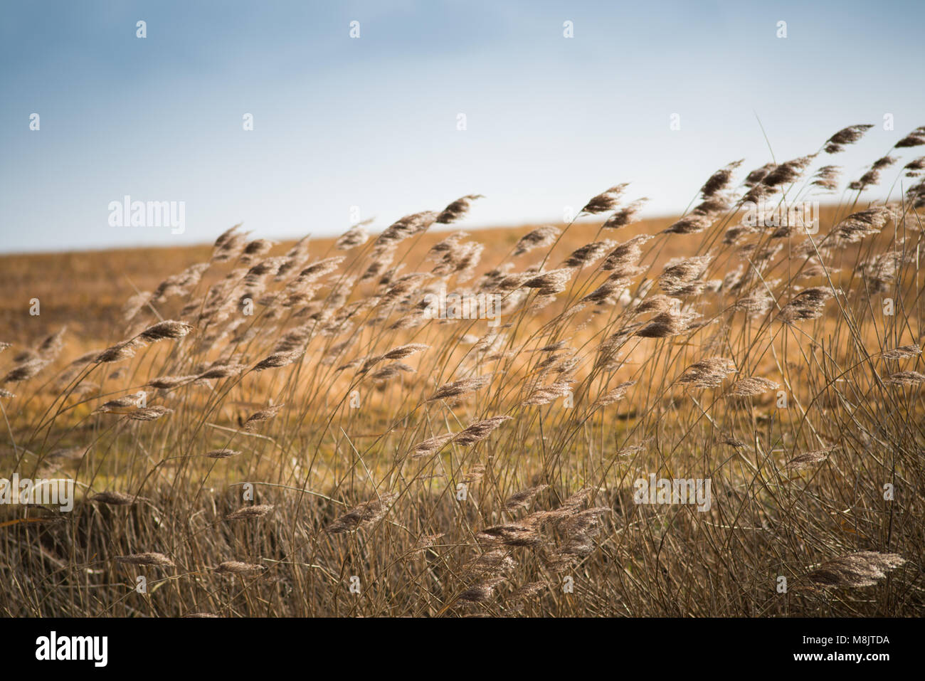 Wild wheat looking grass waving hi-res stock photography and images - Alamy