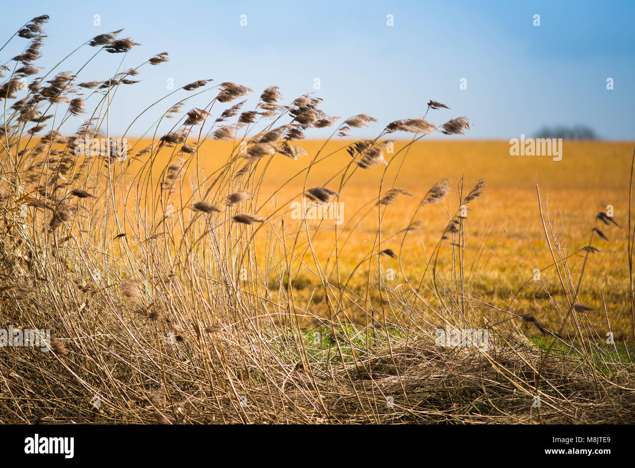 field of wild grass blowing and waving in the wind with bright sunlight ...