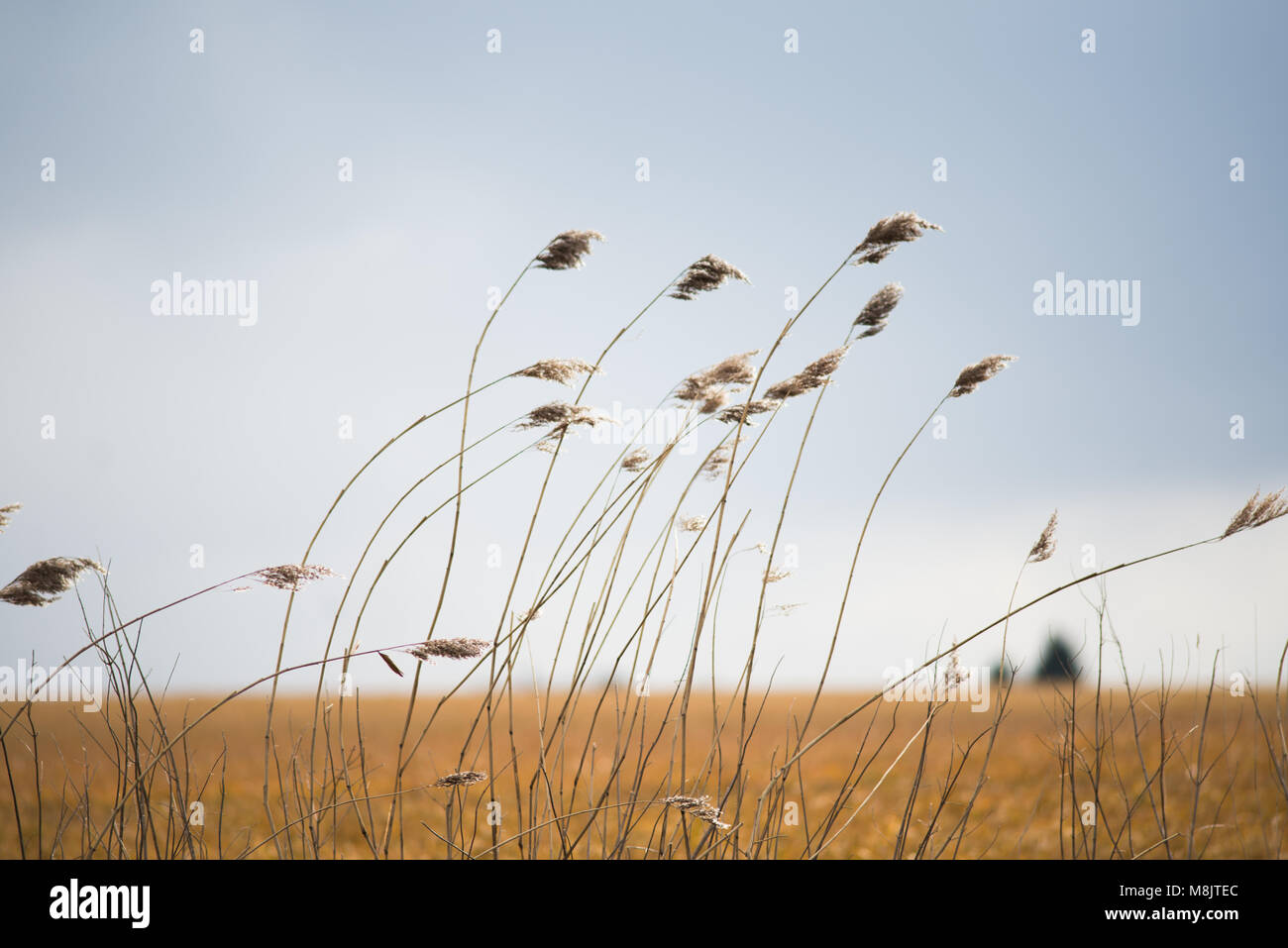field of wild grass blowing and waving in the wind with bright sunlight ...