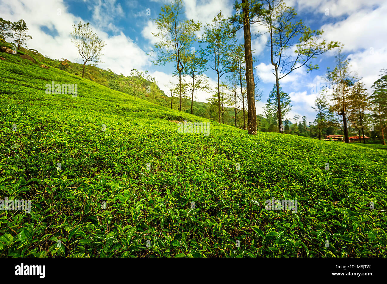 Green plantation of Ceylon tea. Bright terraced fields of tea plants in ...