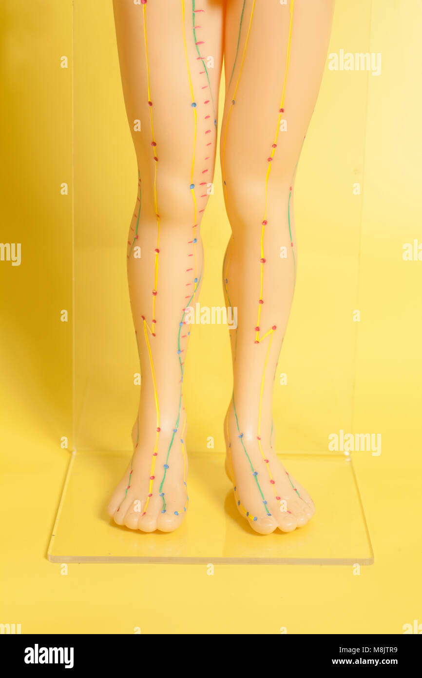 Medical acupuncture model of human legs Stock Photo - Alamy