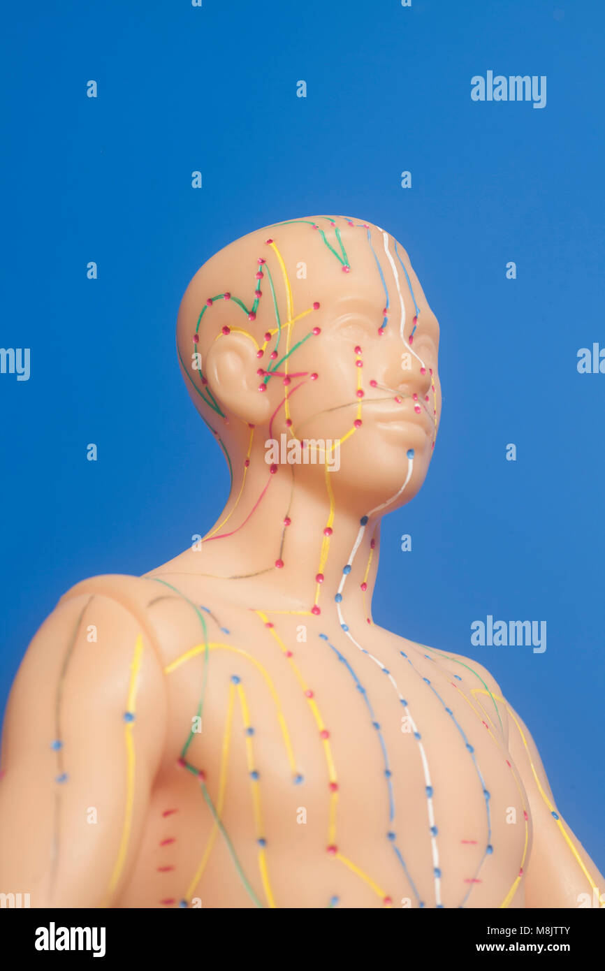 Medical acupuncture model of human Stock Photo - Alamy