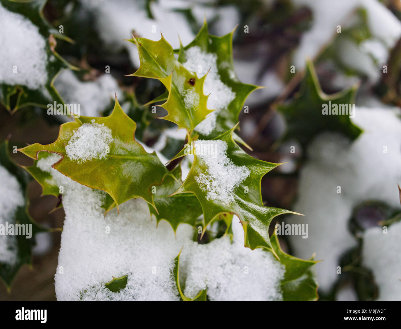 Holly snow hi-res stock photography and images - Alamy