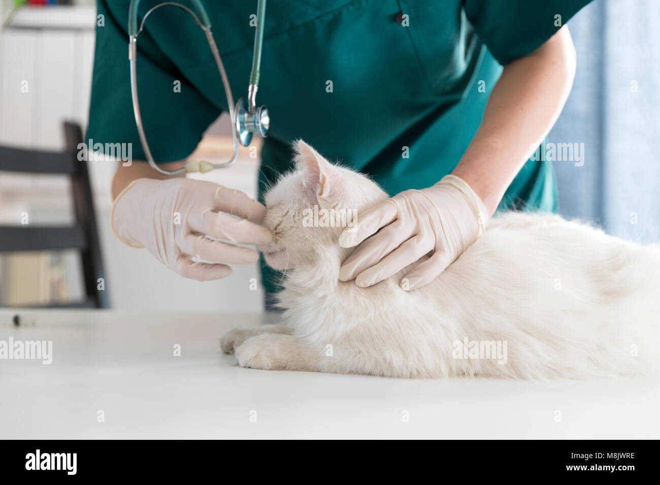 Female veterinarian medical doctor with cat. Pet checkup Stock Photo ...