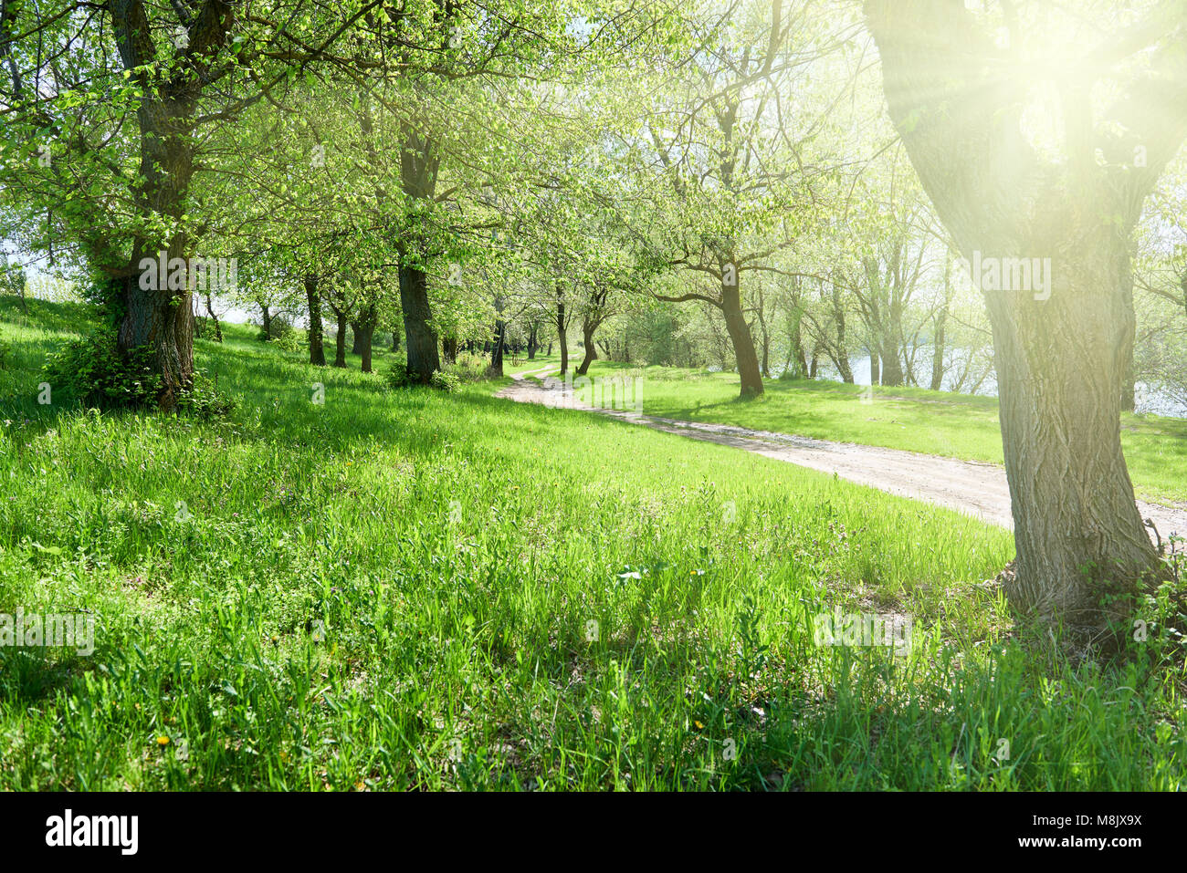 bright summer forest with sunlight at sunny day, beautiful landscape ...