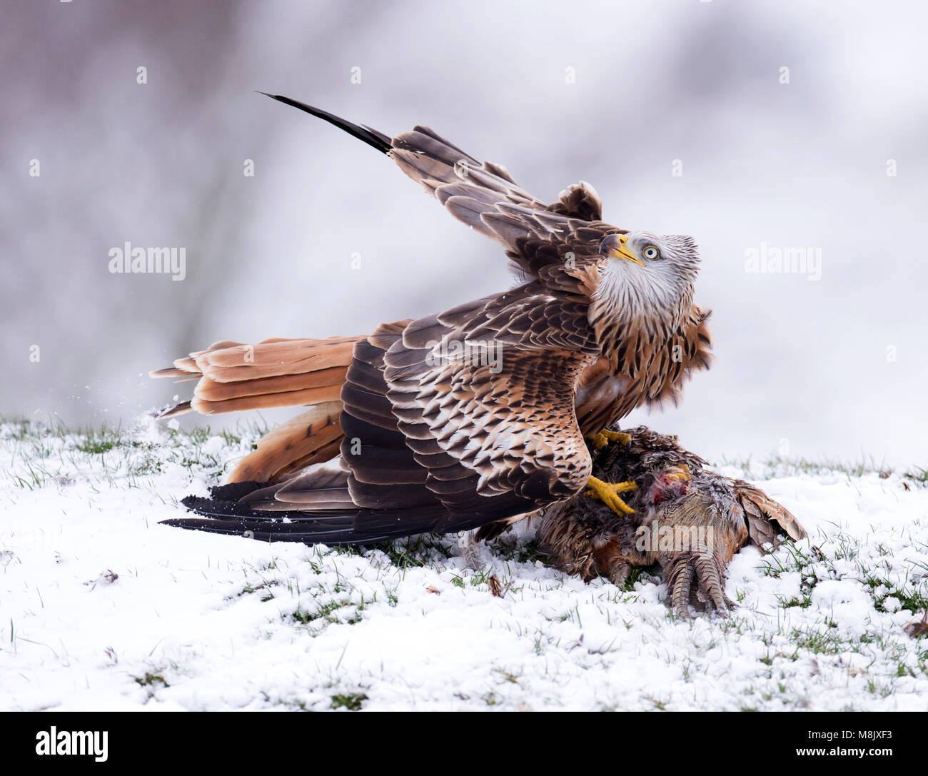 A wild Red Kite (Milvus milvus) feeding on pheasant carrion in the snow ...