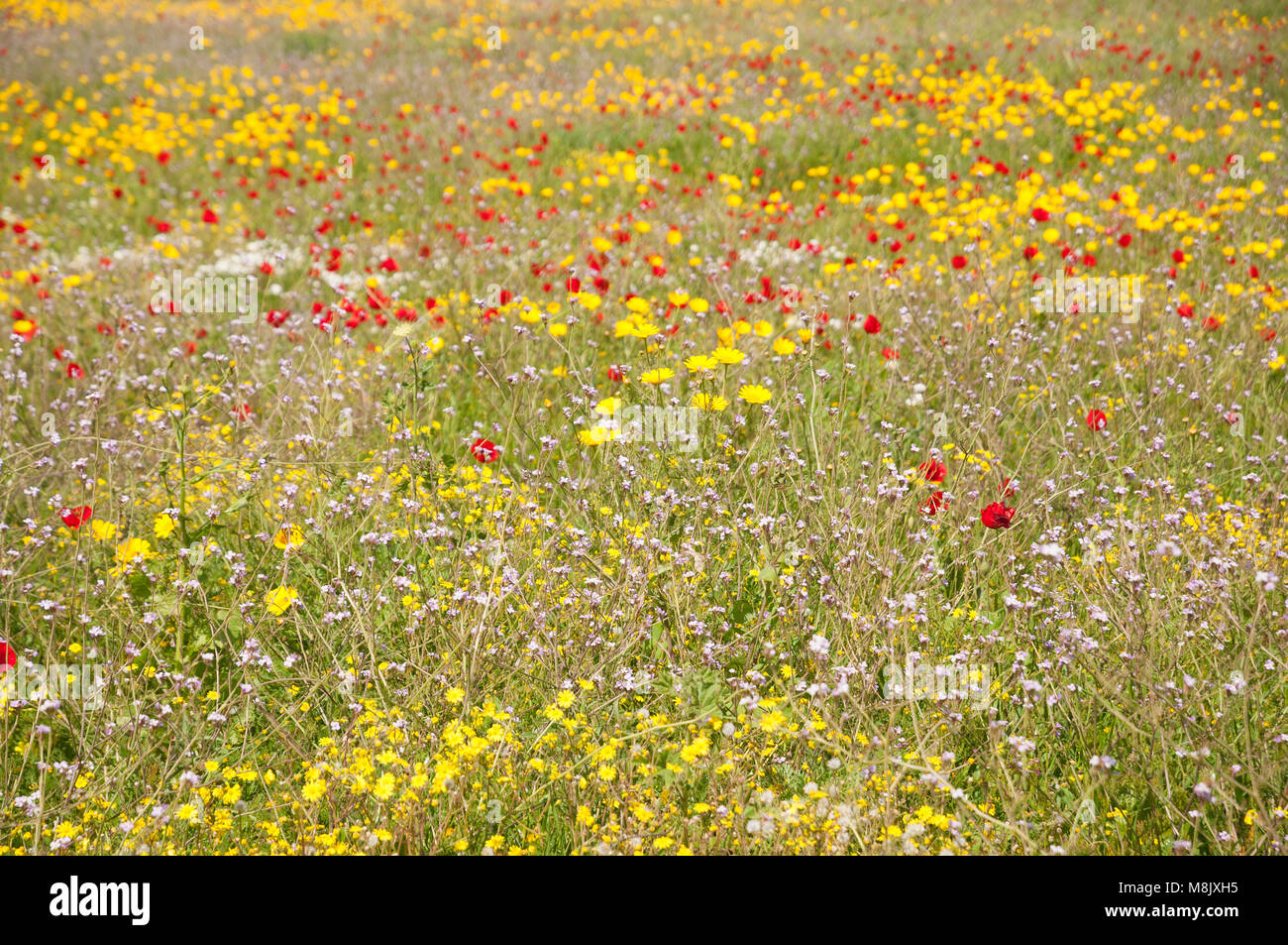 Beautiful wild flowers in nature Stock Photo - Alamy