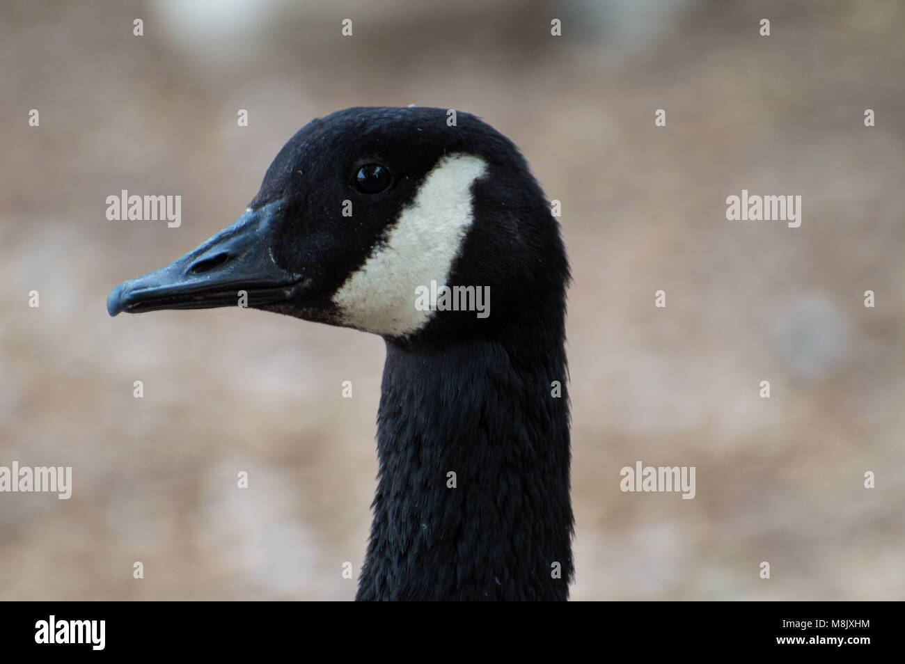 A close up head shot of a single isolated Canada goose in profile Stock ...