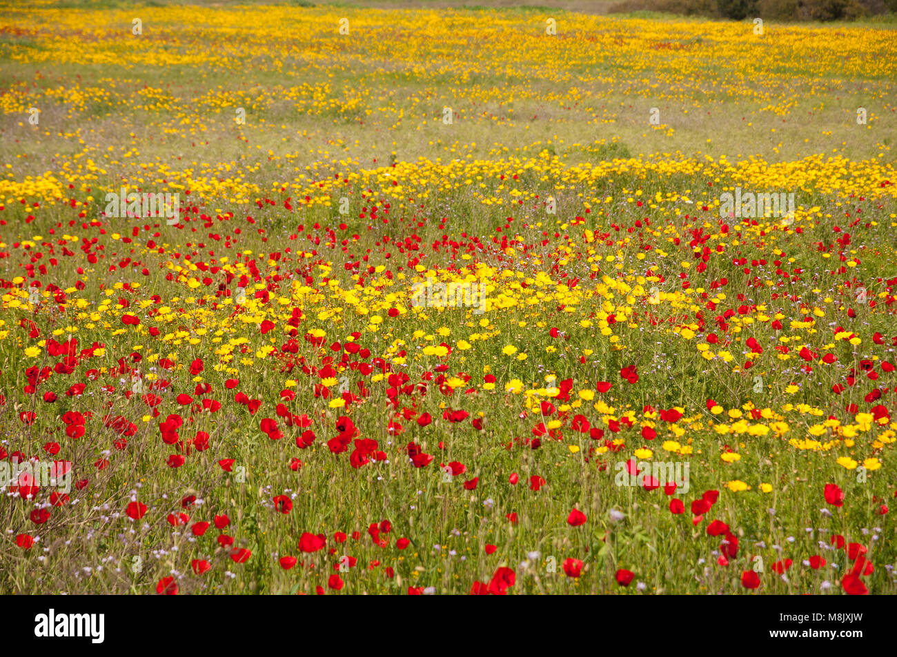 Beautiful wild flowers in nature Stock Photo - Alamy