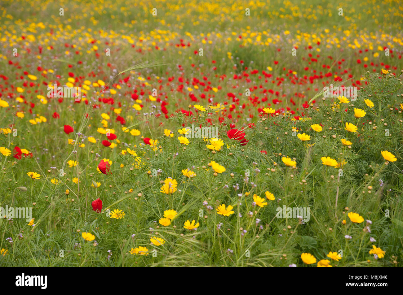 Beautiful wild flowers in nature Stock Photo - Alamy