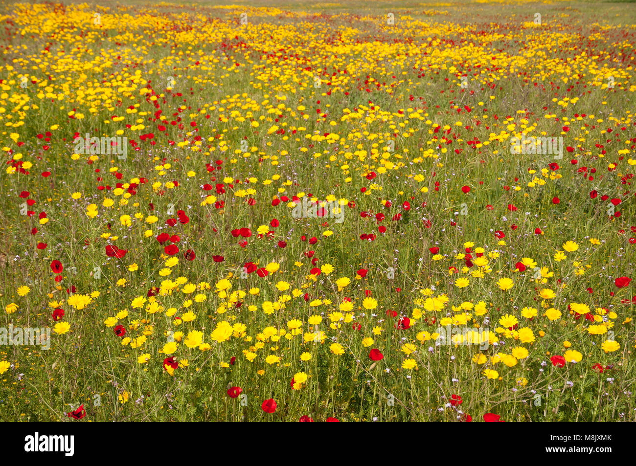 Beautiful wild flowers in nature Stock Photo - Alamy