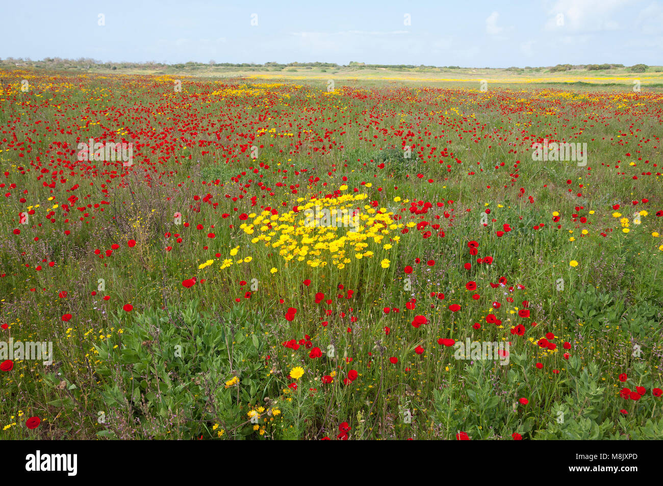 Beautiful wild flowers in nature Stock Photo - Alamy