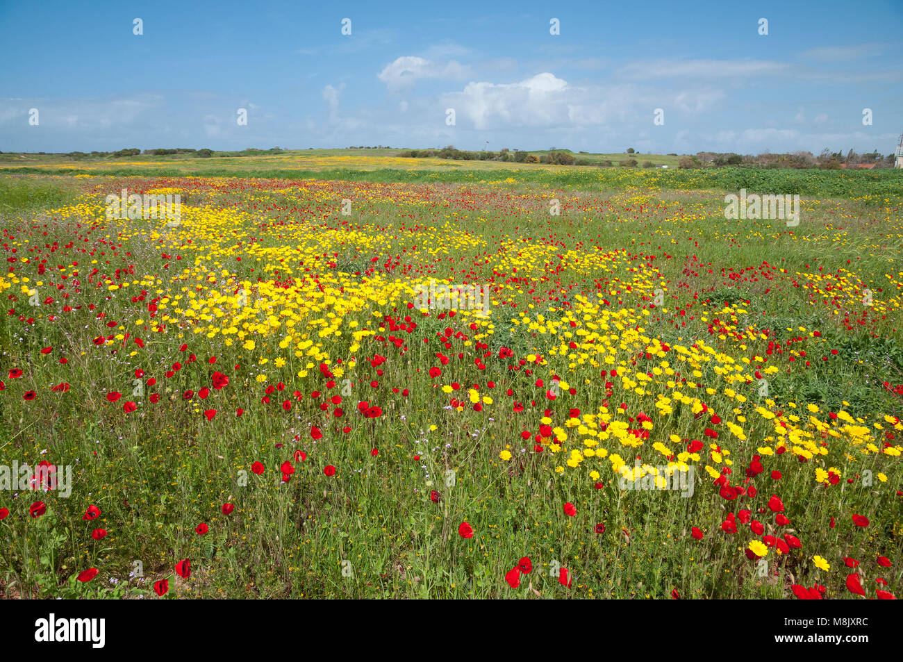 Beautiful wild flowers in nature Stock Photo - Alamy