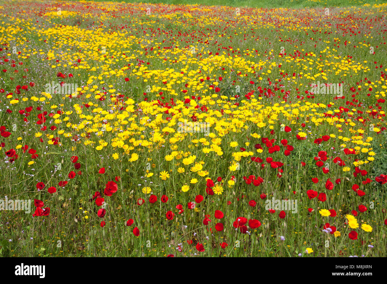 Beautiful wild flowers in nature Stock Photo - Alamy