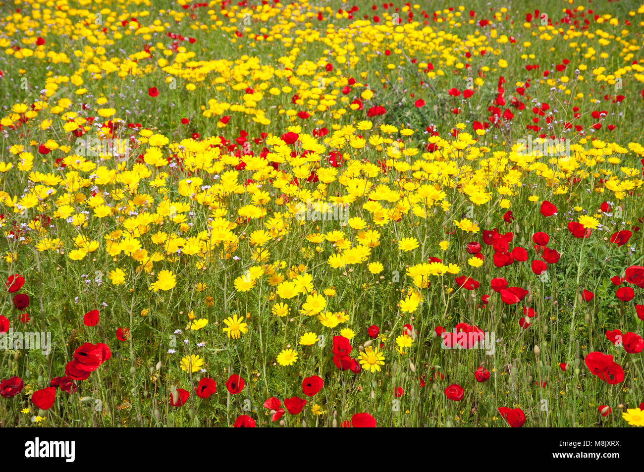 Beautiful wild flowers in nature Stock Photo - Alamy