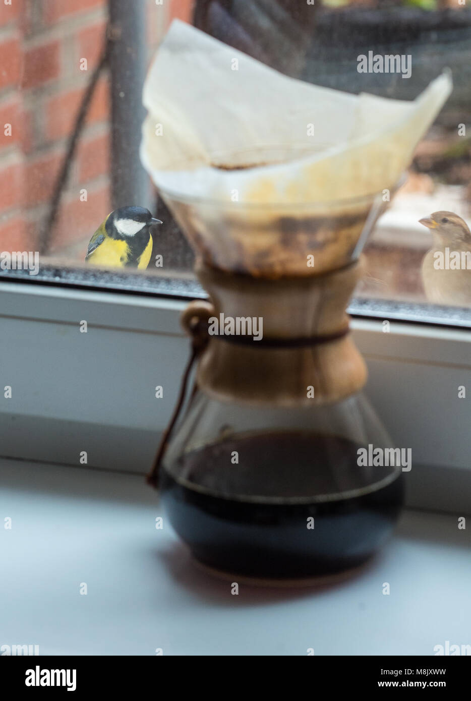 Two birds are watching the coffee brewing. Two coffees, please. To go ...