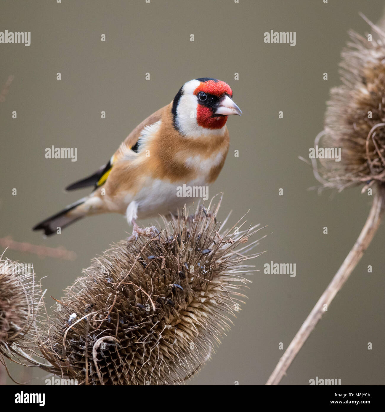 White goldfinch hi-res stock photography and images - Alamy