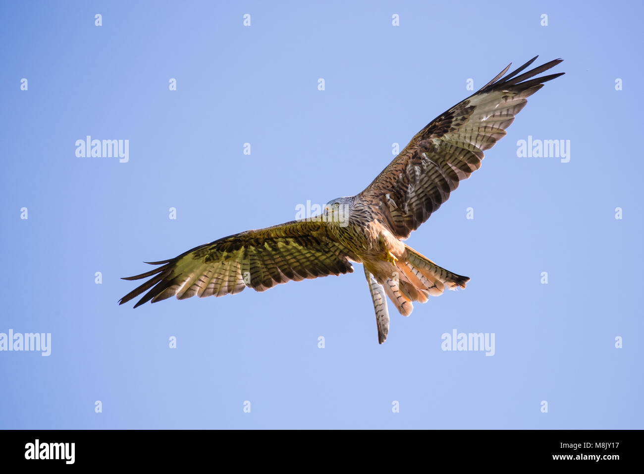 Red kite soaring over head on a clear blue sky day Stock Photo - Alamy