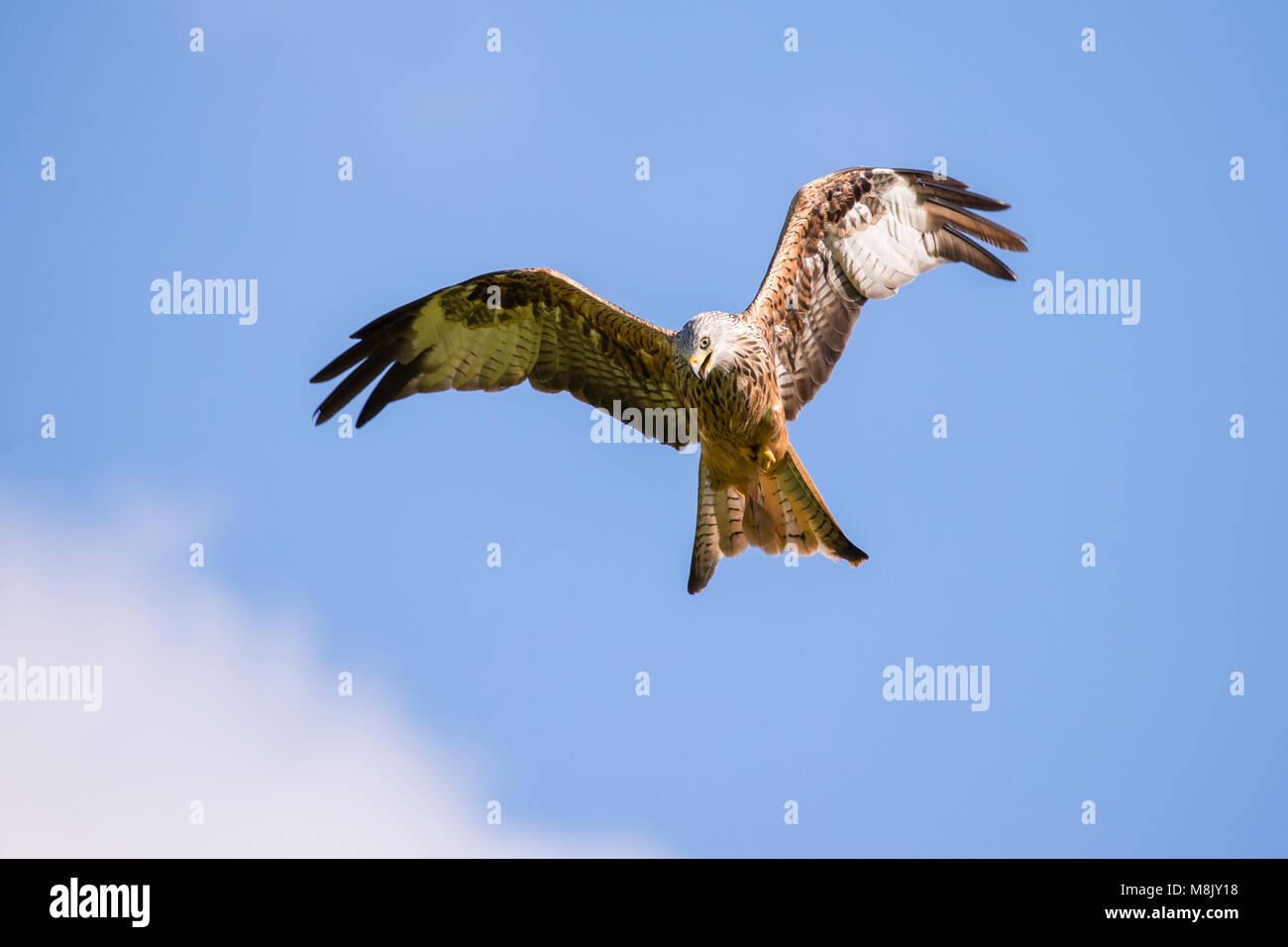 Red kite soaring over head on a clear blue sky day Stock Photo - Alamy