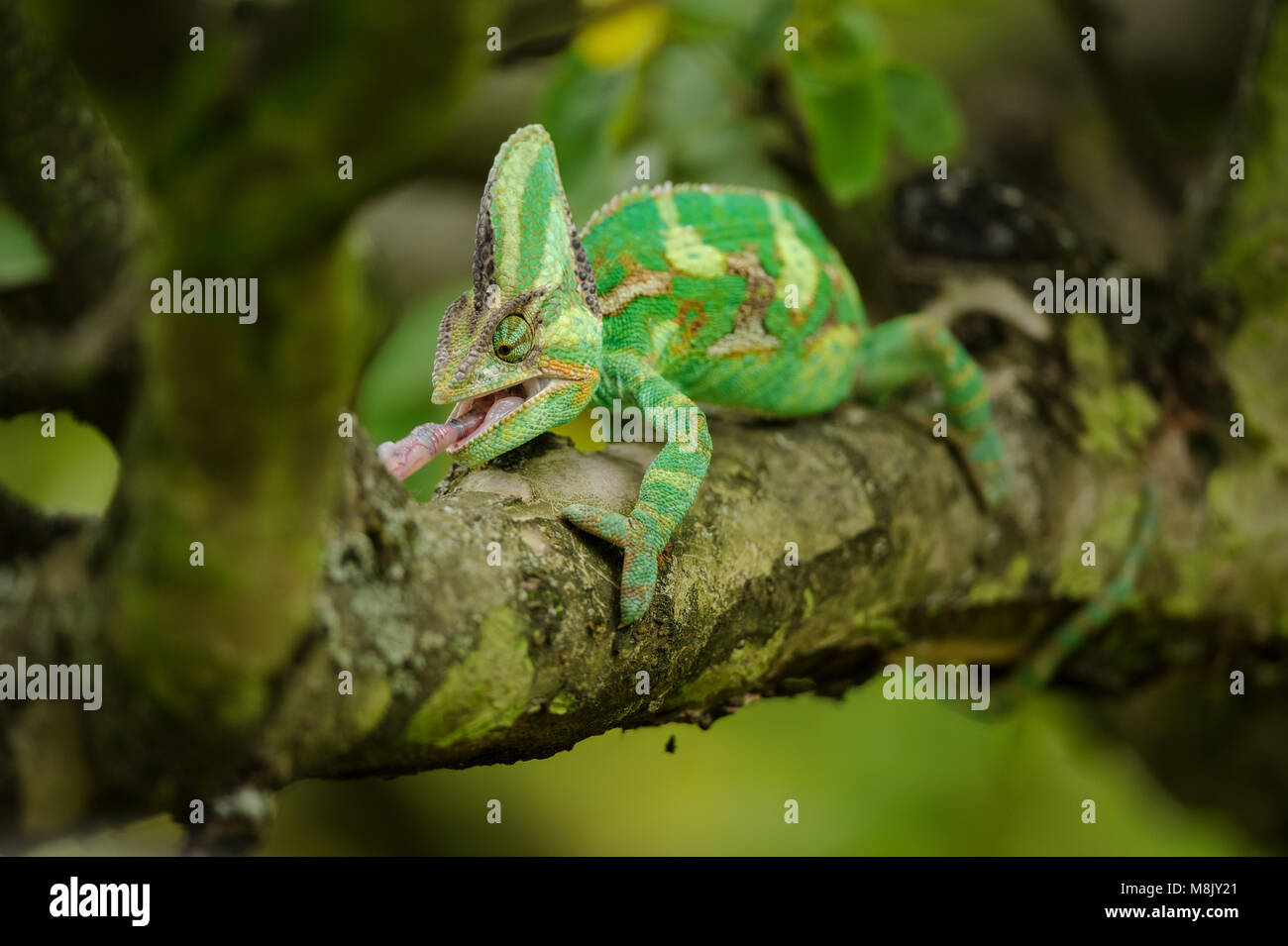 Closeup front view on hunting chameleon on tree branch Stock Photo - Alamy