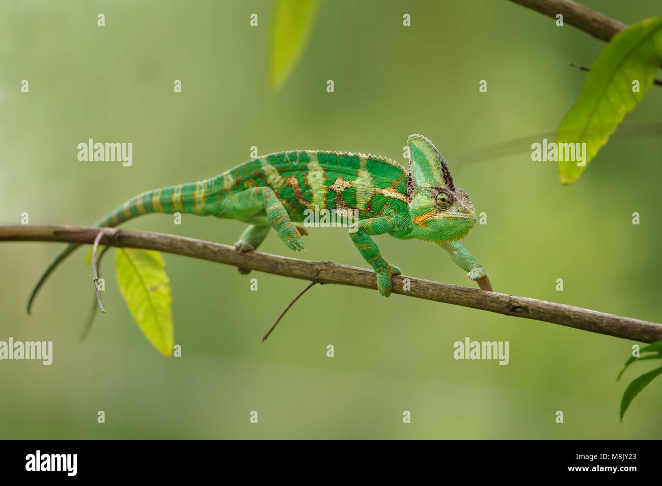 Colorful chameleon walking on tree branch with green background. Yemen ...