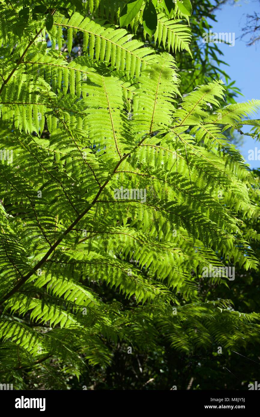 NZ Silver Fern Stock Photo - Alamy