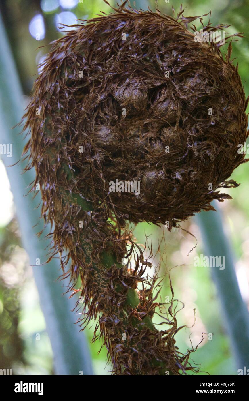 New zealand tree fern koru hi-res stock photography and images - Alamy