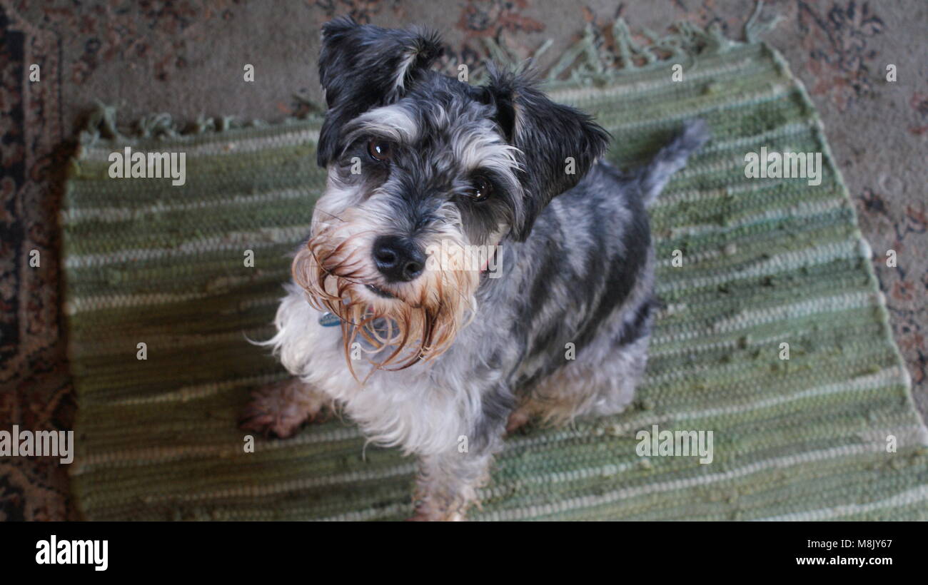My favorite dog Monty. Miniature Schnauzer sitting on an old green rug ...