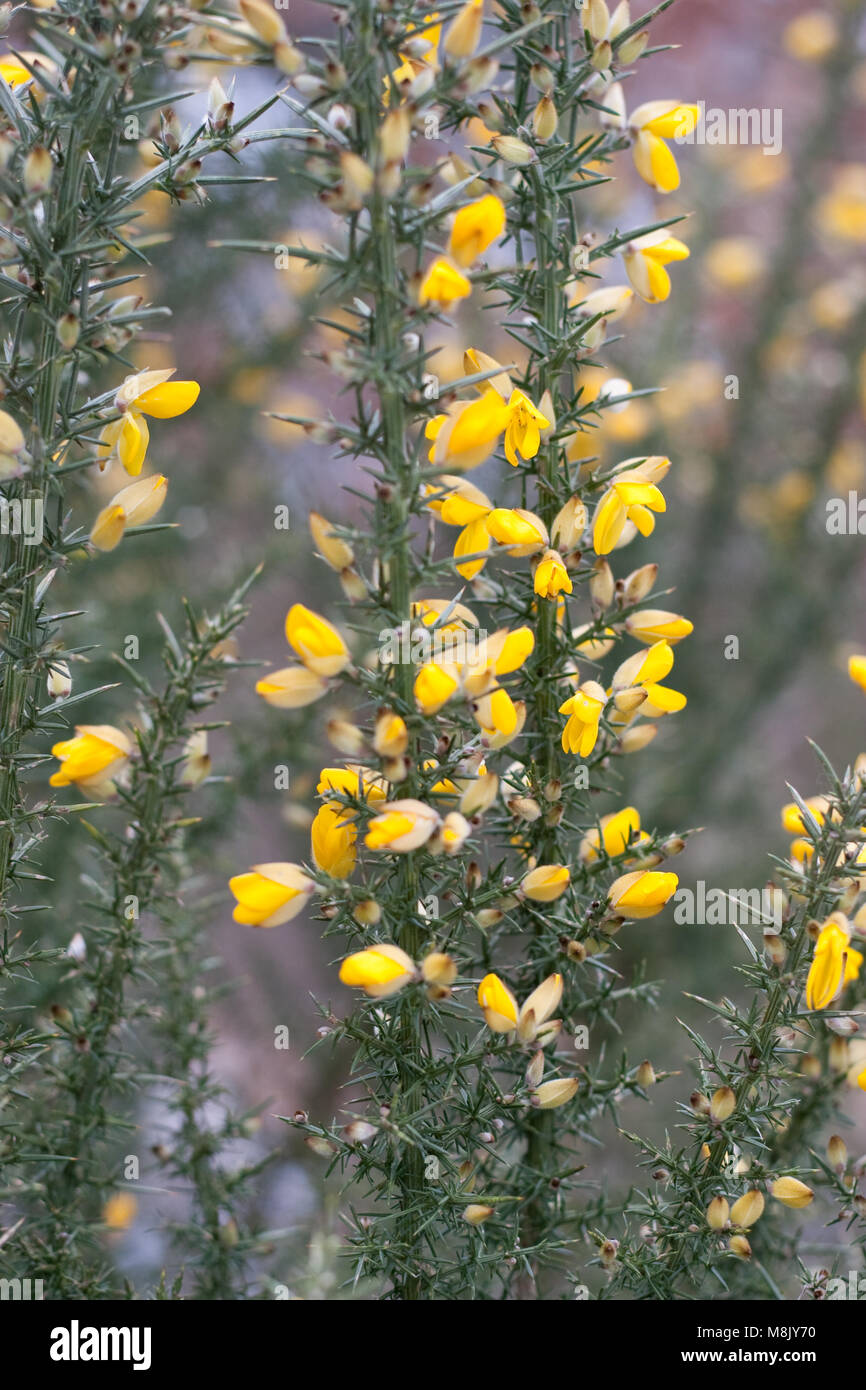 Gorse thorns hi-res stock photography and images - Alamy