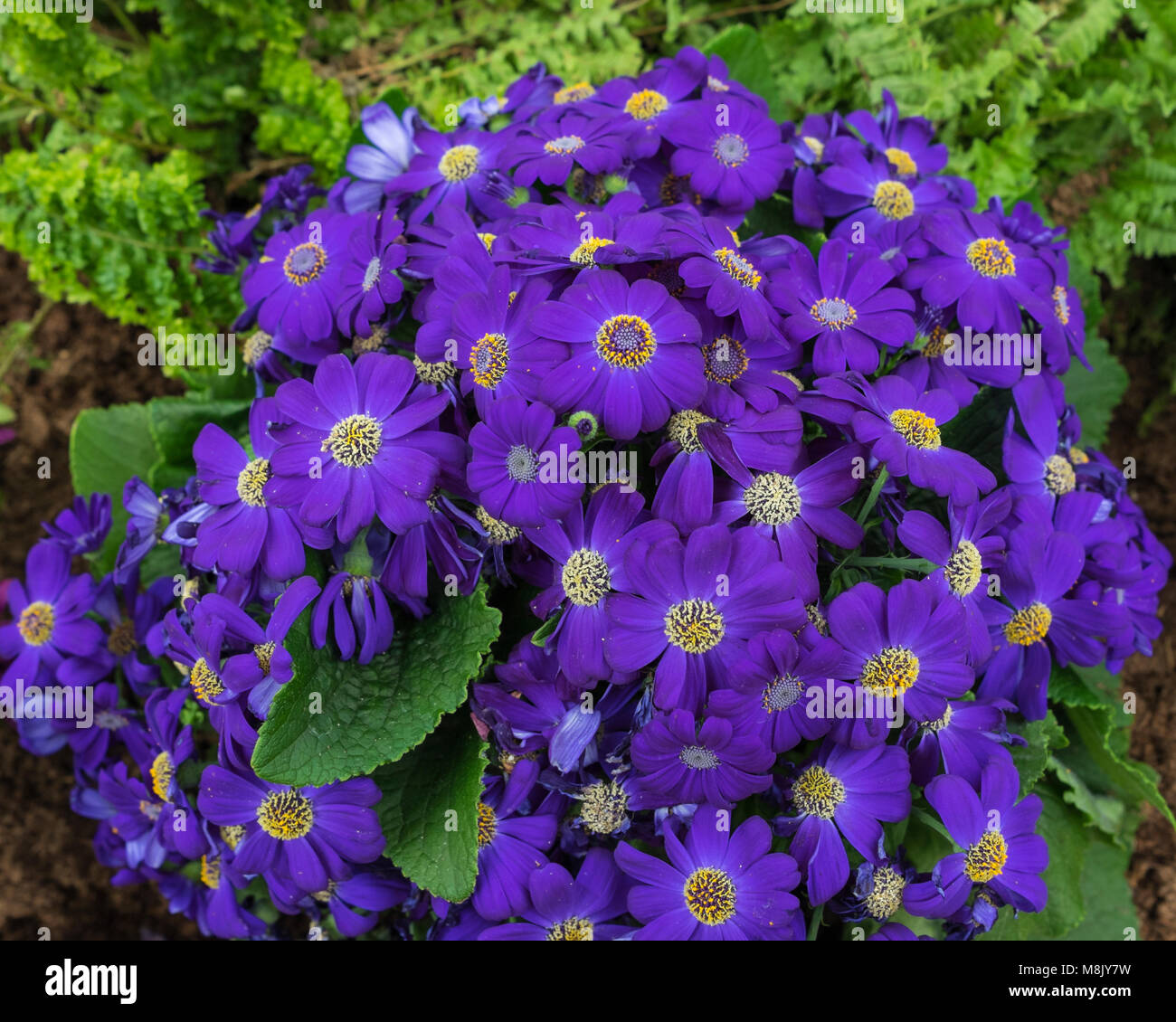 Flowers in the Muttart Conservatory Gardens, Edmonton, Alberta, Canada ...
