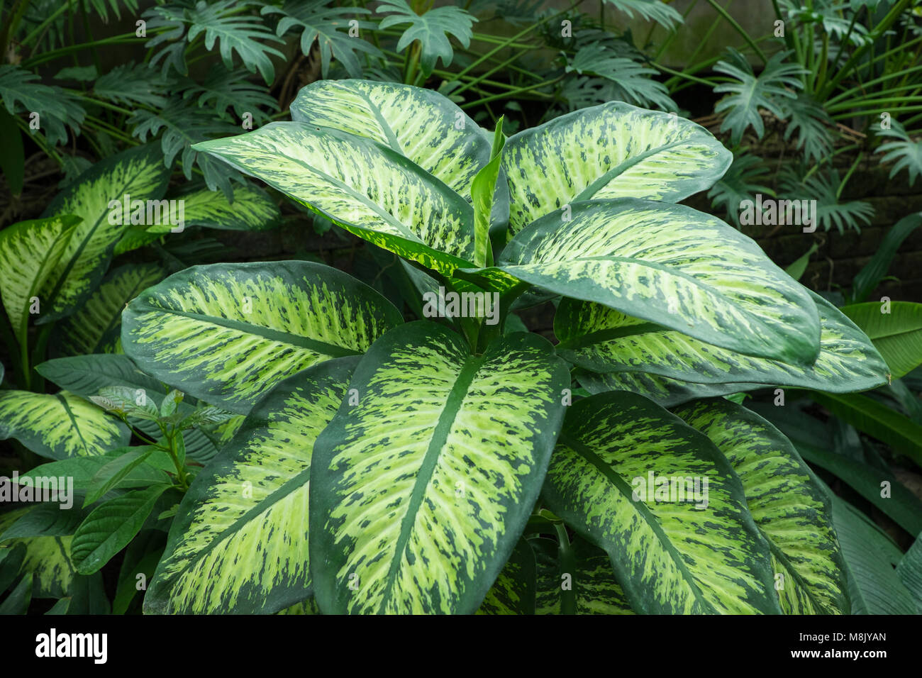 Dumb cane, Dieffenbachia, Araceae Stock Photo - Alamy