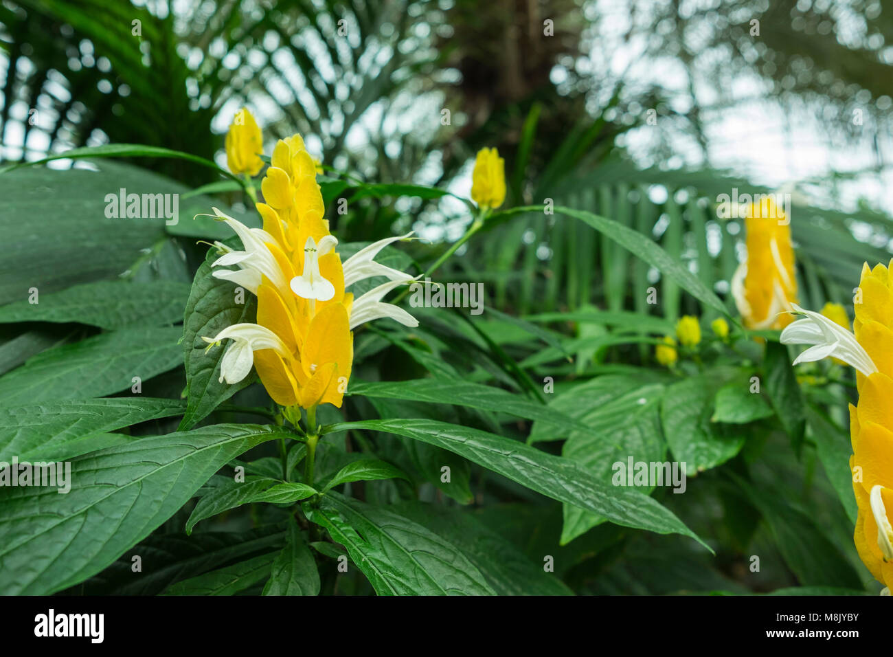 Golden shrimp plant with flowers, Pachystachys lutea Stock Photo - Alamy
