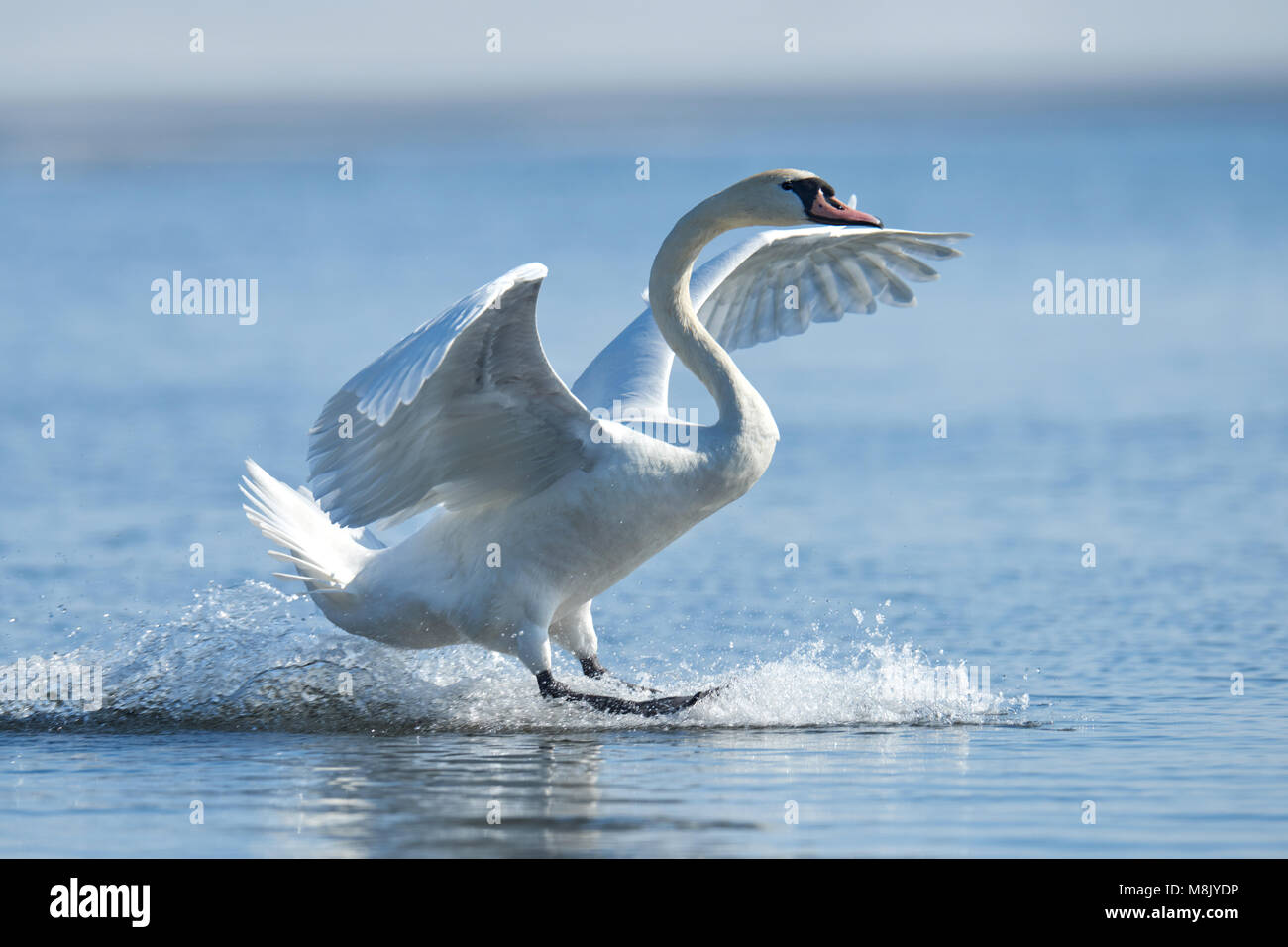 Swan rising from water and splashing water drops around Stock Photo - Alamy