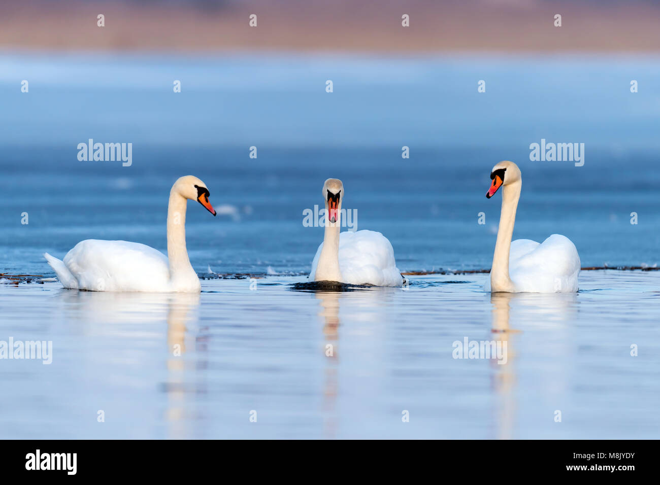 Three swans on the lake. Swan reflection in water Stock Photo - Alamy