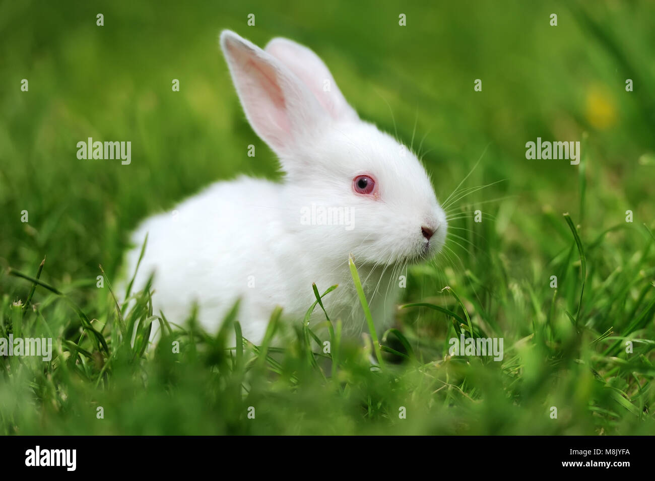 Baby white rabbit in spring green grass background Stock Photo - Alamy