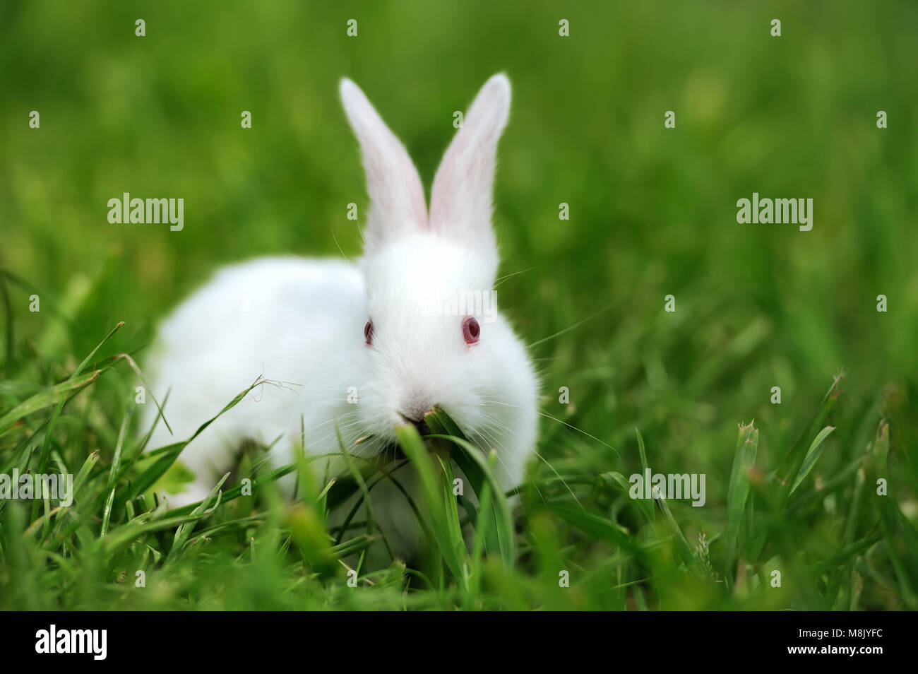 Baby white rabbit in spring green grass background Stock Photo - Alamy