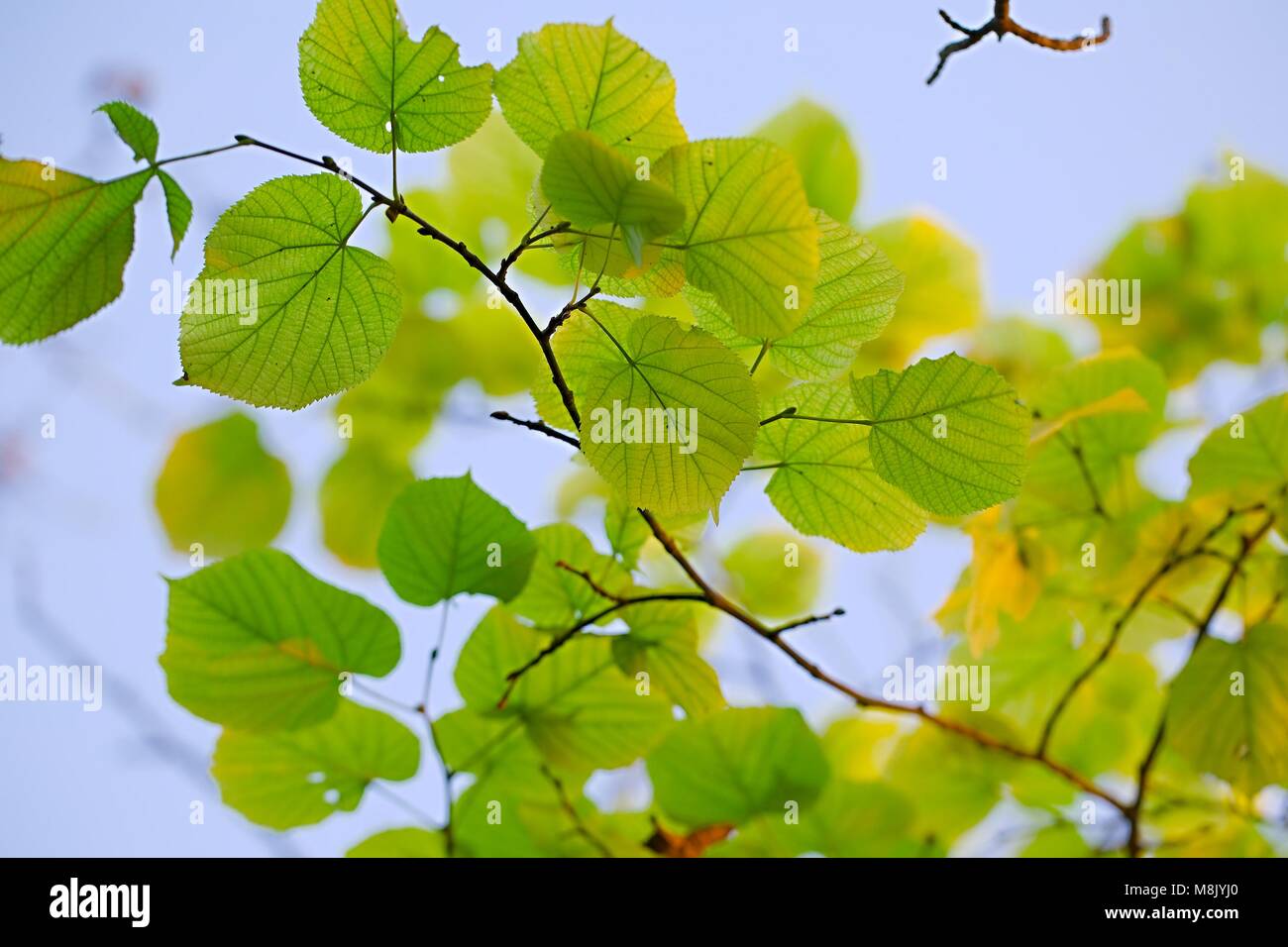 Beautiful nature life tree leaves hi-res stock photography and images ...