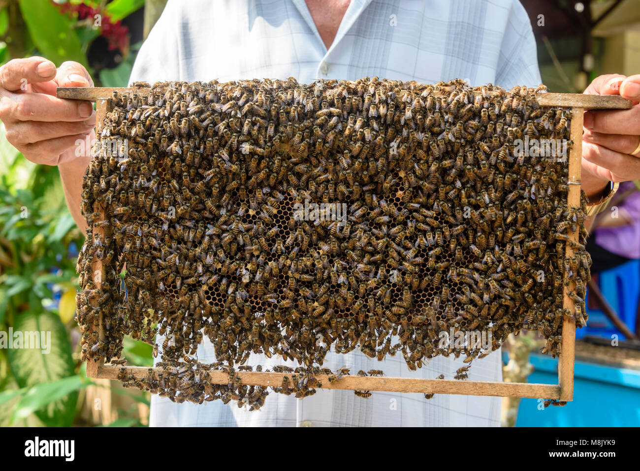 Man made bee hive hi-res stock photography and images - Alamy