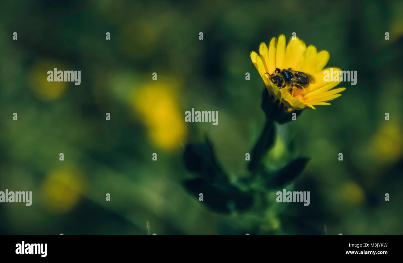 Bee on flower pollination hi-res stock photography and images - Alamy