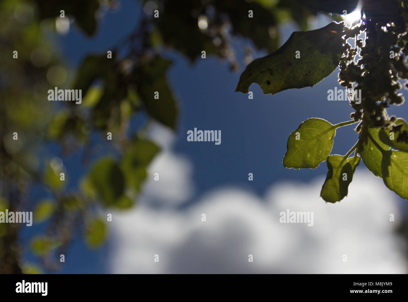 Spring leaf in sunlight Stock Photo - Alamy