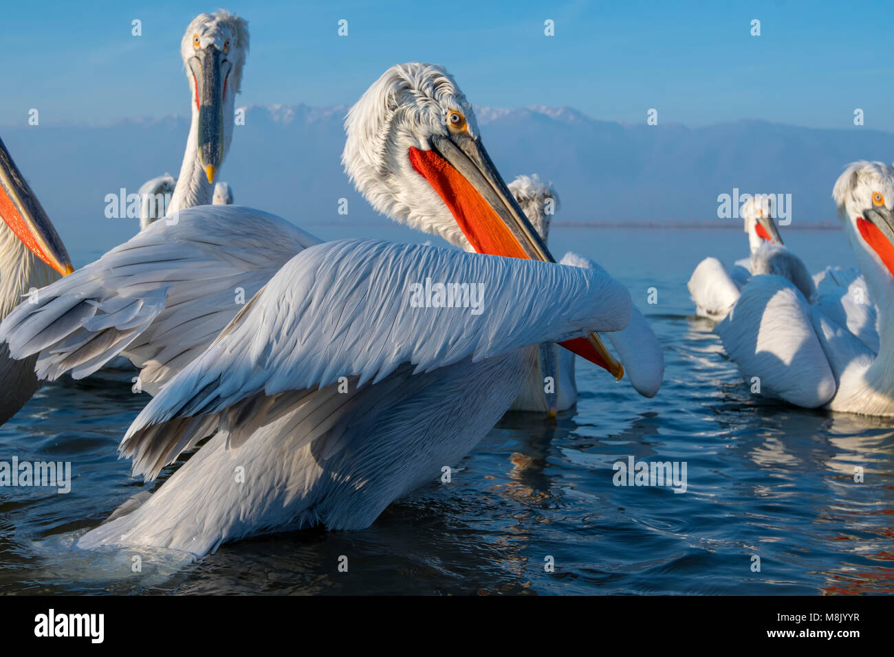 Big white bird hi-res stock photography and images - Alamy