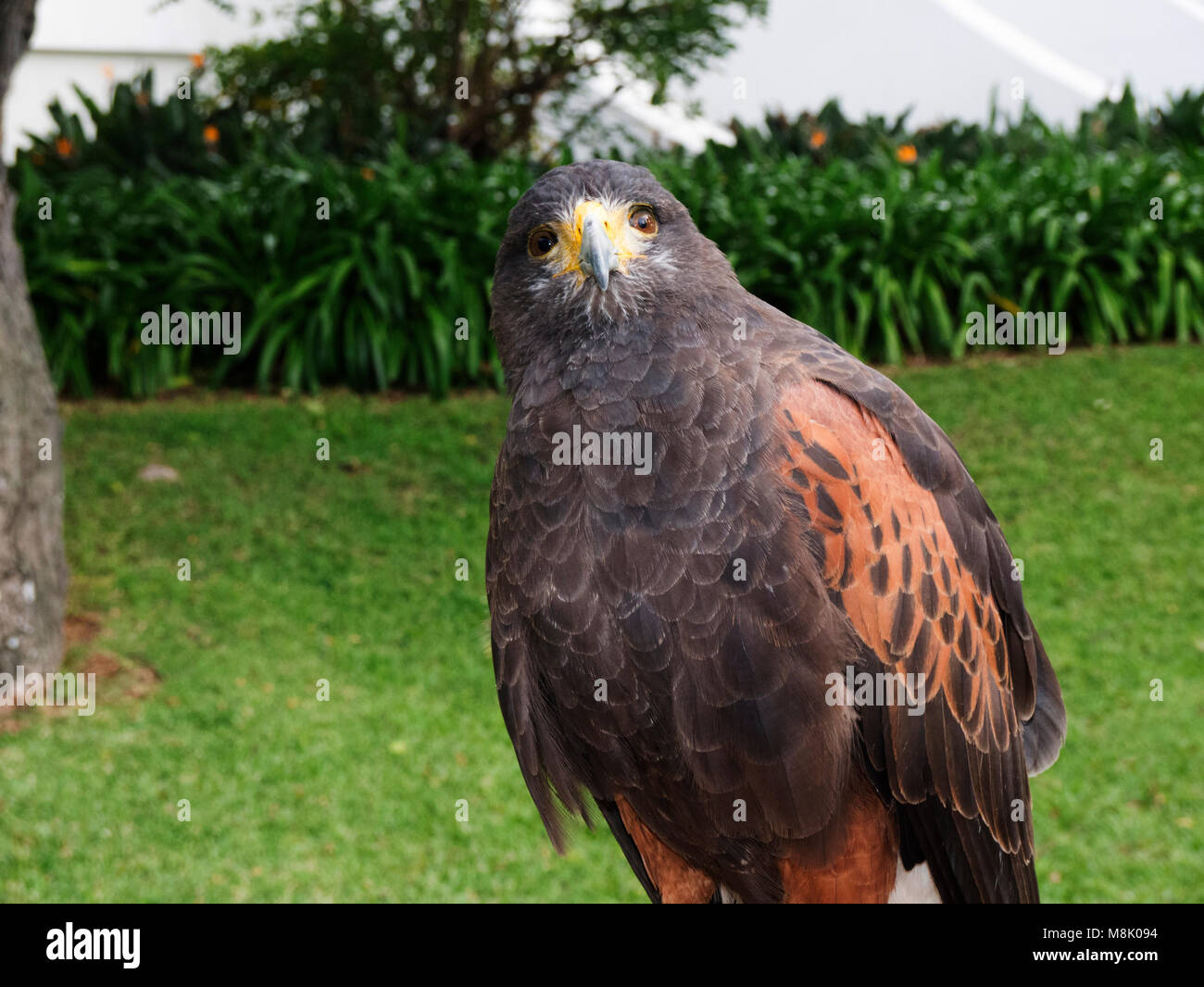 Harris Hawk trained to scare off feral pigeons in Funchal Madeira ...