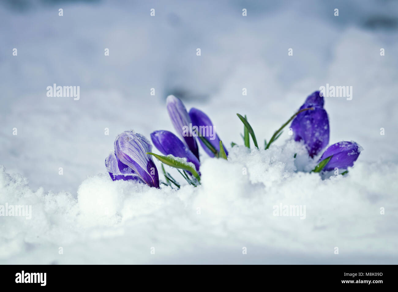 Snow meadow spring uk hi-res stock photography and images - Alamy