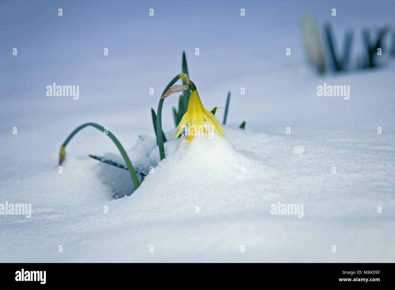 Daffodil flowers covered in snow Stock Photo - Alamy