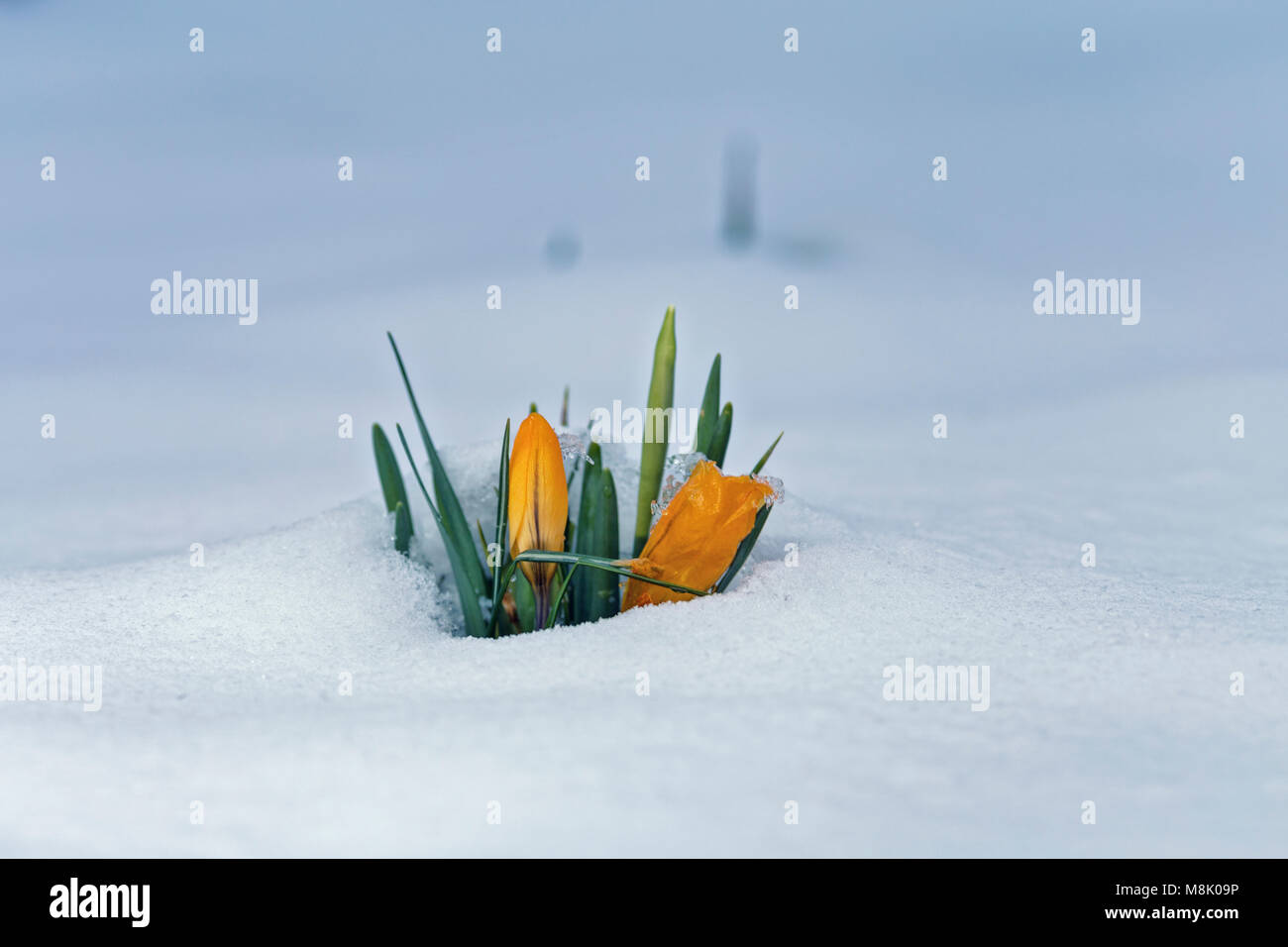 Early spring crocus flowers in blizzard Stock Photo - Alamy