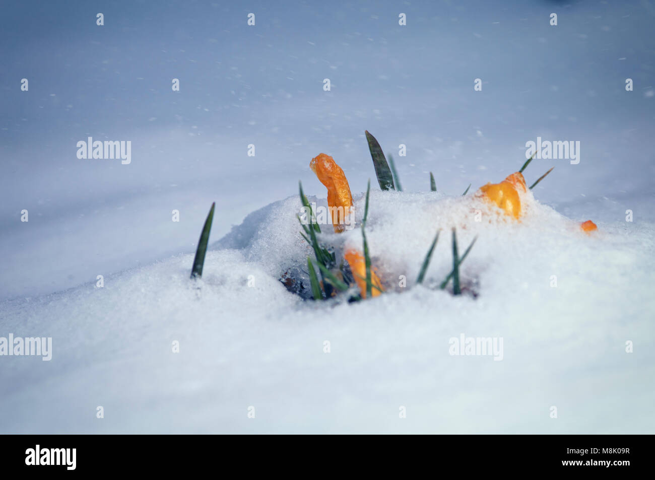 Early spring crocus flowers in blizzard Stock Photo - Alamy