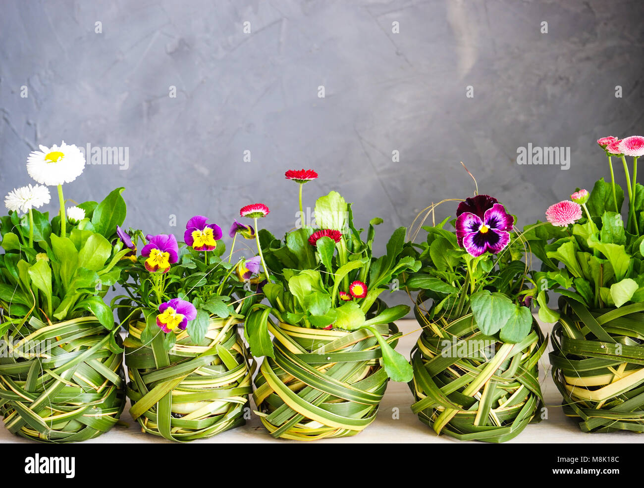 First spring flowers in a pot as a spring interior concept with copy ...